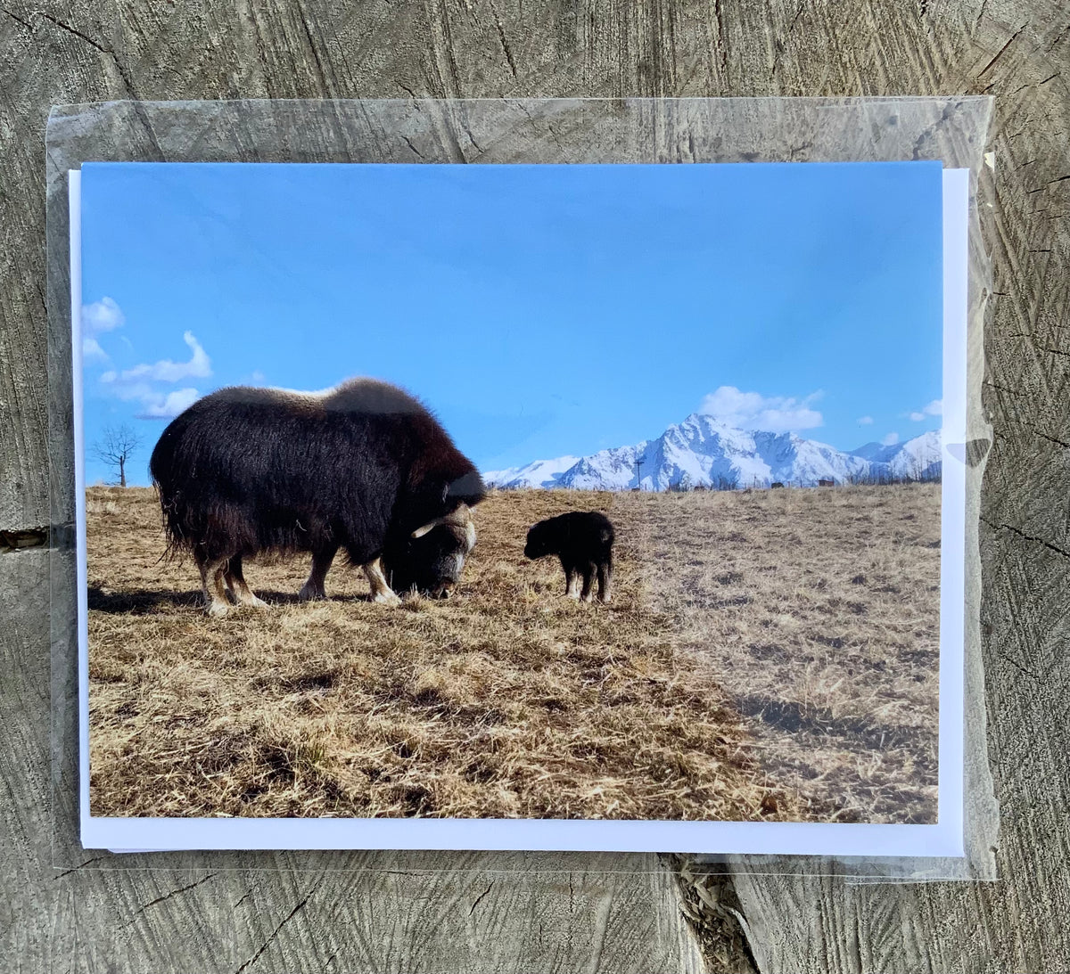 Acadia and Bumblebee Card – Musk Ox Farm Shop